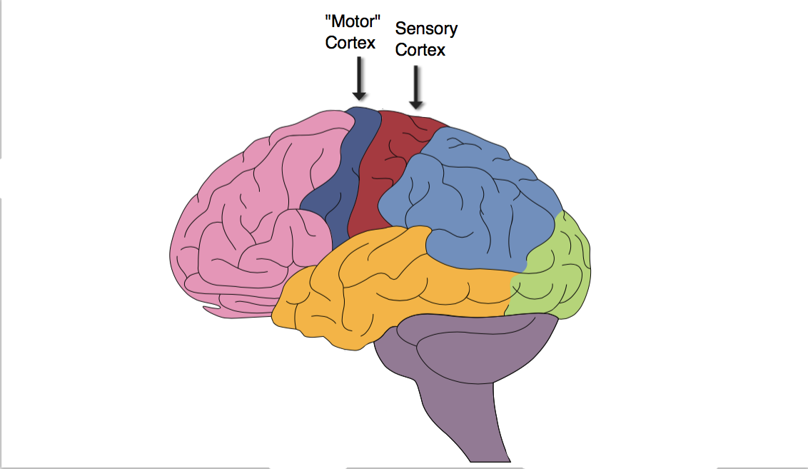 Brain Functions Better With A Slower Movement Practice Feel Good